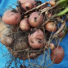 Подраздел «Картофель» страница 1 - Огородум.RU