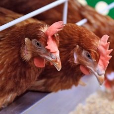 Подраздел «Куры» раздела «Животноводство» страница 1 - Огородум.RU